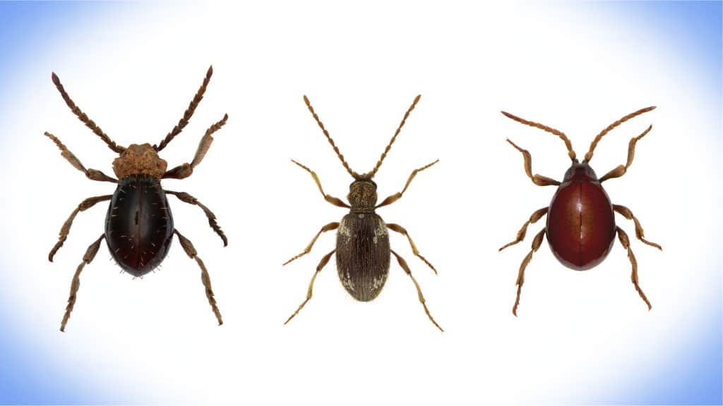 What Is A Spider Beetle Moxie Pest Control What Is A Spider Beetle Moxie Pest Control