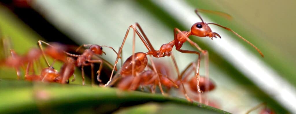 Common Ants And How To Identify Them | Moxie Pest Control