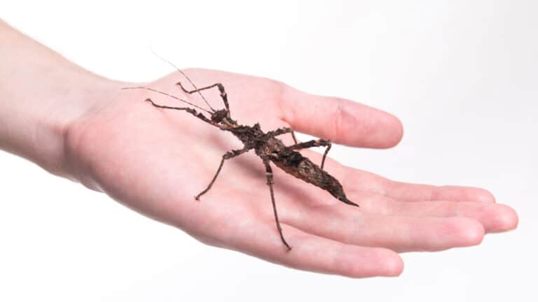 What Does A Stick Bug Look Like? | Moxie Pest Control