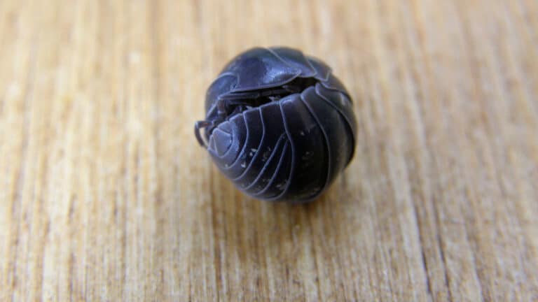 A Bug By Any Other Name: Pill Bugs, Roly-Polies, and Doodlebugs | Moxie ...