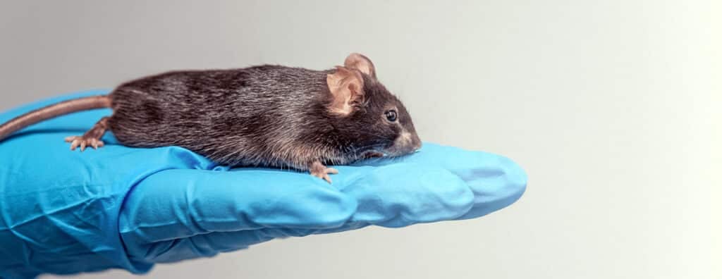 How To Find And Seal Mouse Entry Points | Moxie Pest Control