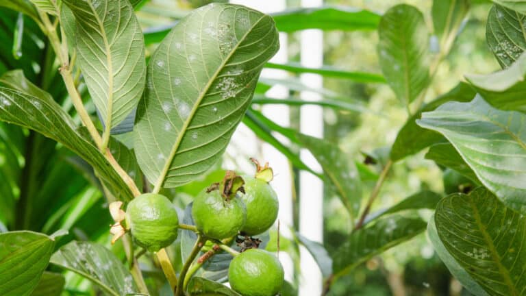 What Are White Mites On Plants? | Moxie Pest Control