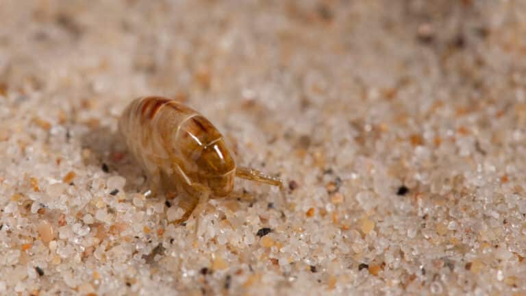 What Are Sand Fleas? | Moxie Pest Control