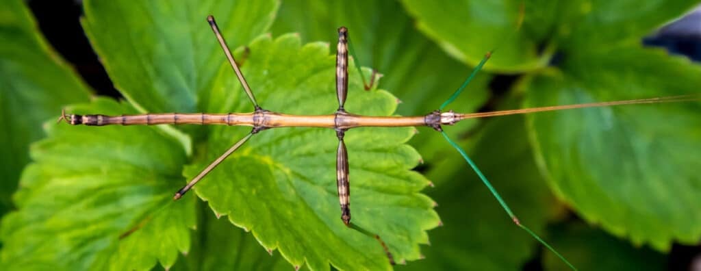 What Do Walking Sticks Eat? | Moxie Pest Control