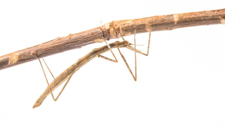 What Does A Stick Bug Look Like? | Moxie Pest Control