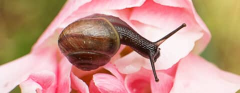 5 Tricks For Getting Rid Of Snails | Moxie Pest Control