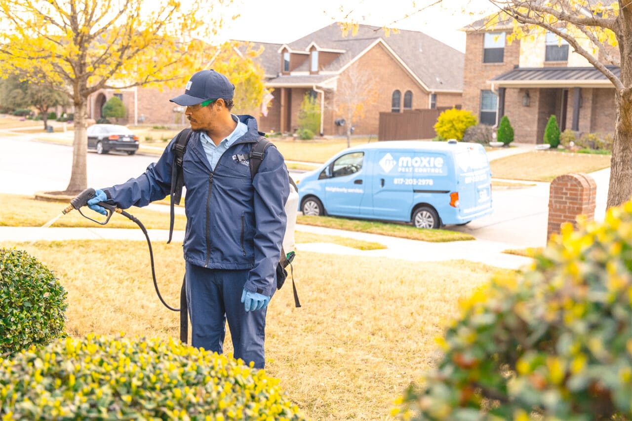 Pest Control | Moxie Pest Control