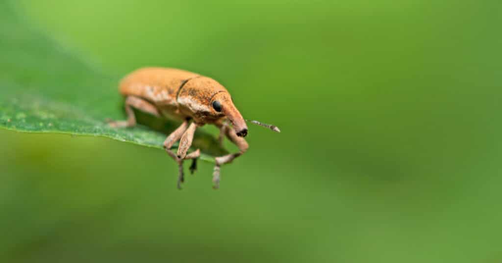 Why is a Weevil? | Moxie Pest Control
