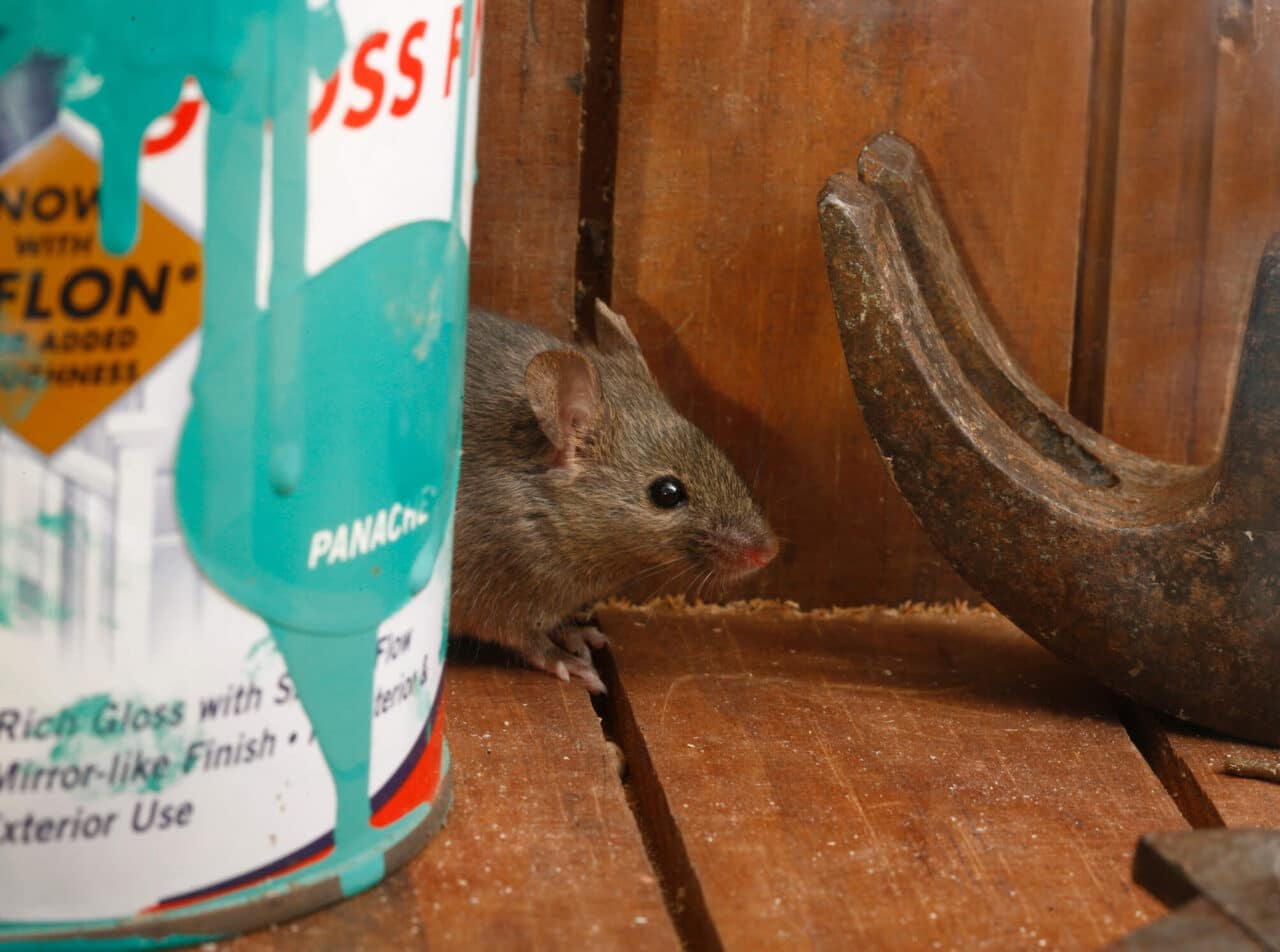 How To Find And Seal Mouse Entry Points | Moxie Pest Control